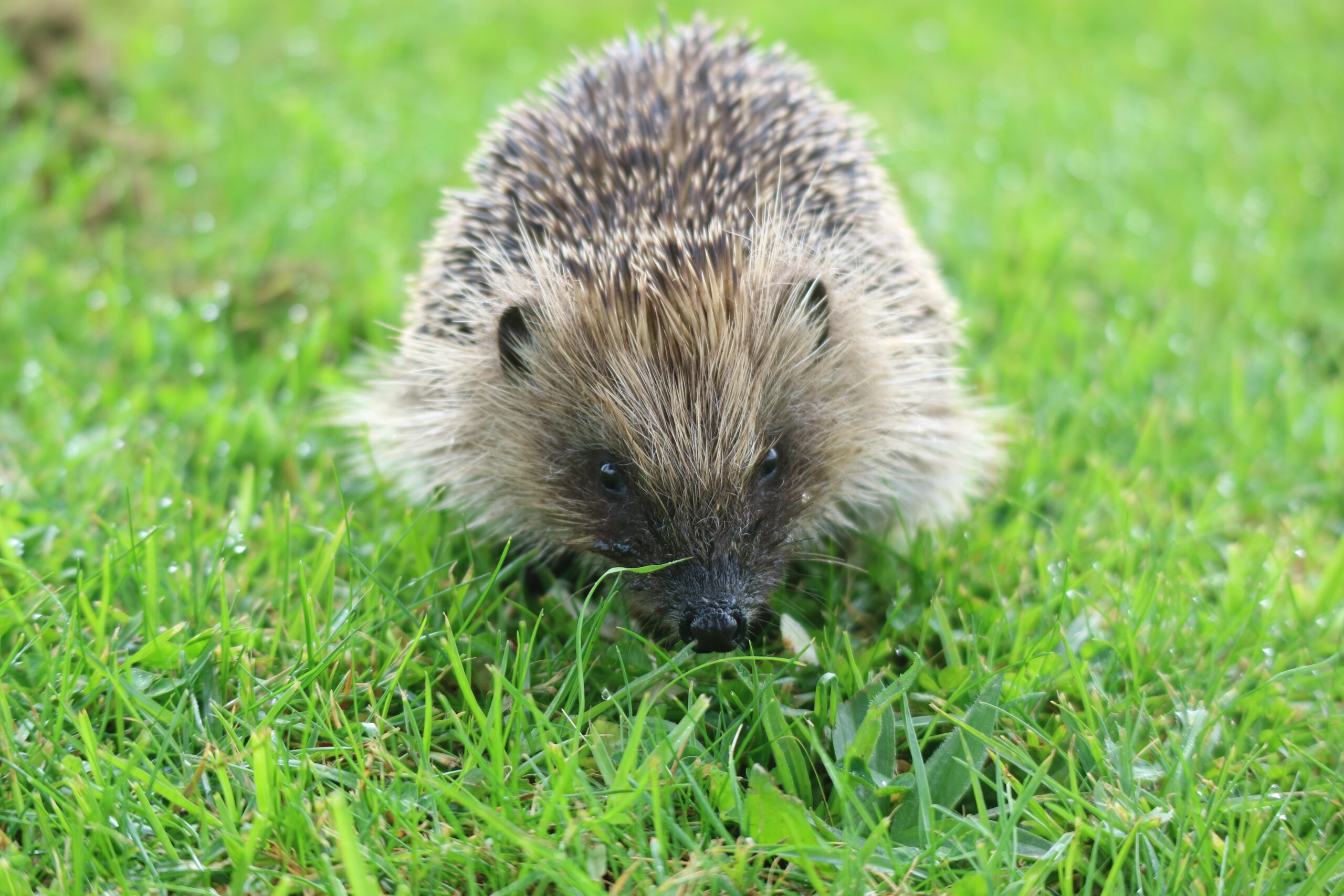 Endangered Hedgehogs - Young Citizens