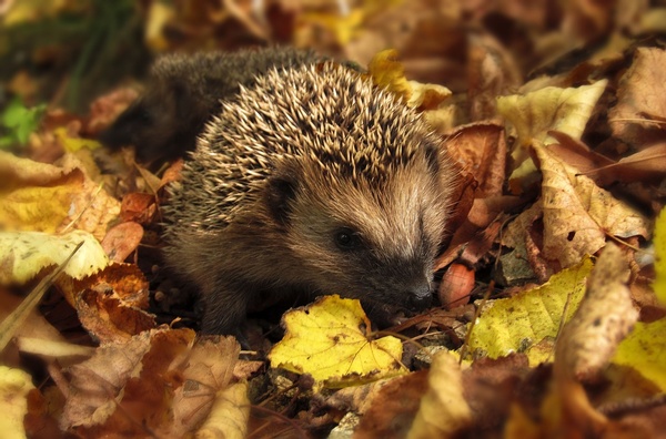 Protecting Local Habitats (KS1) - Young Citizens